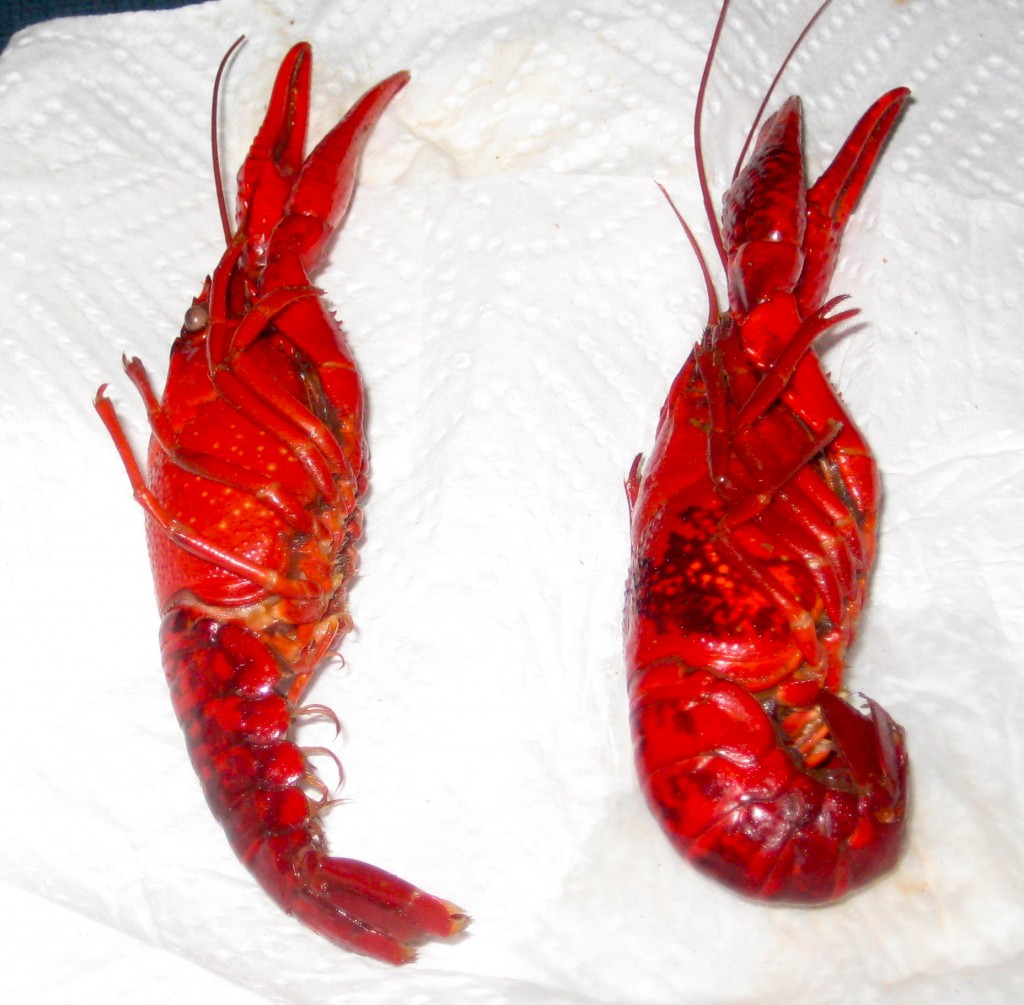 how to peel and devein crawfish like a New Orleans native